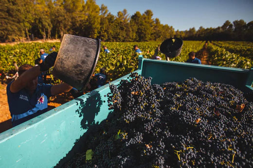 The different stages of wine production – Provencerose